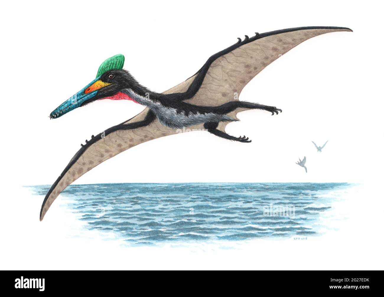 Pterodactylus antiquus hi-res stock photography and images - Alamy