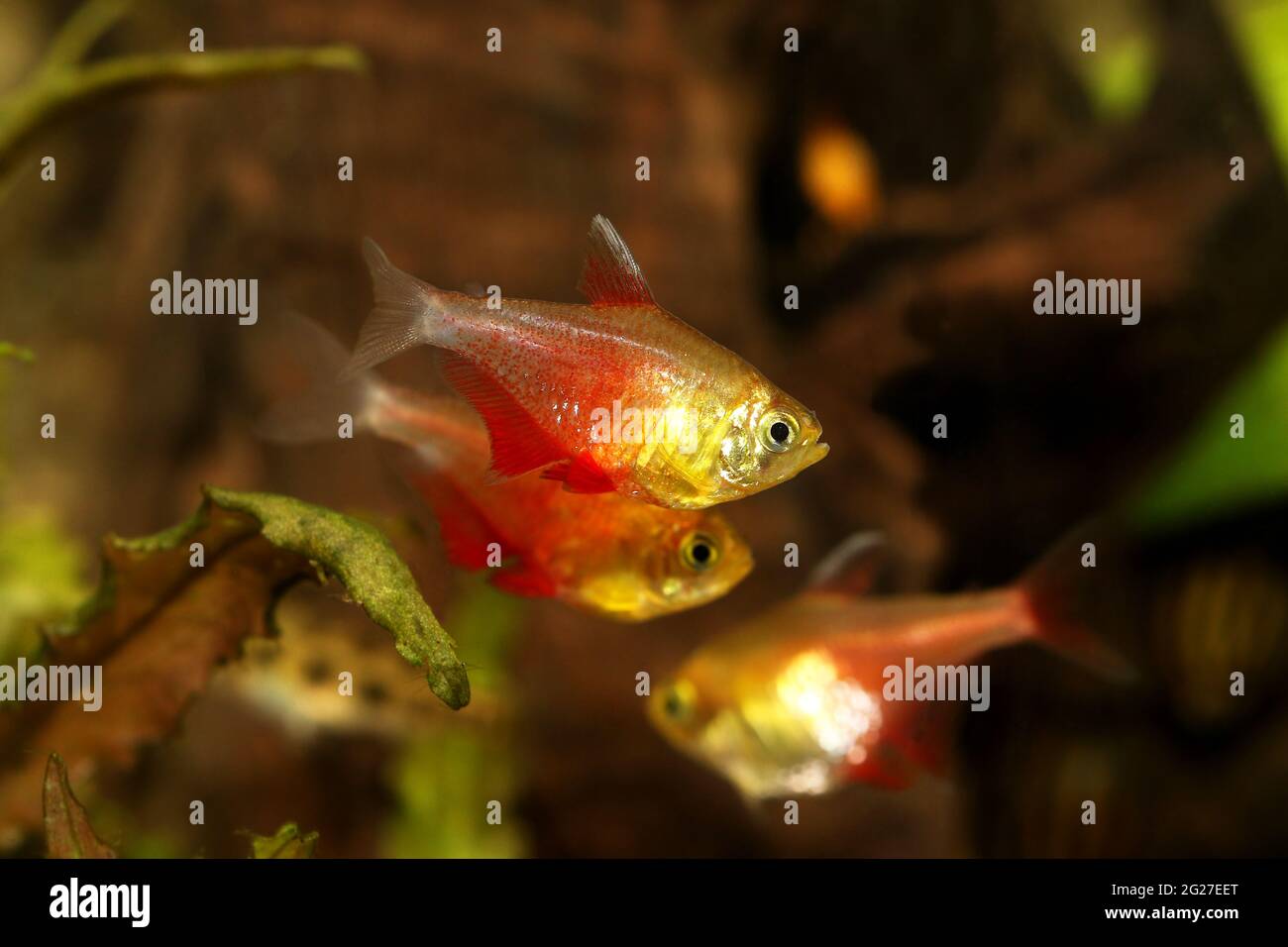 Swarm of Orange Red Flame Tetra Hyphessobrycon flammeus Rio tetra ...