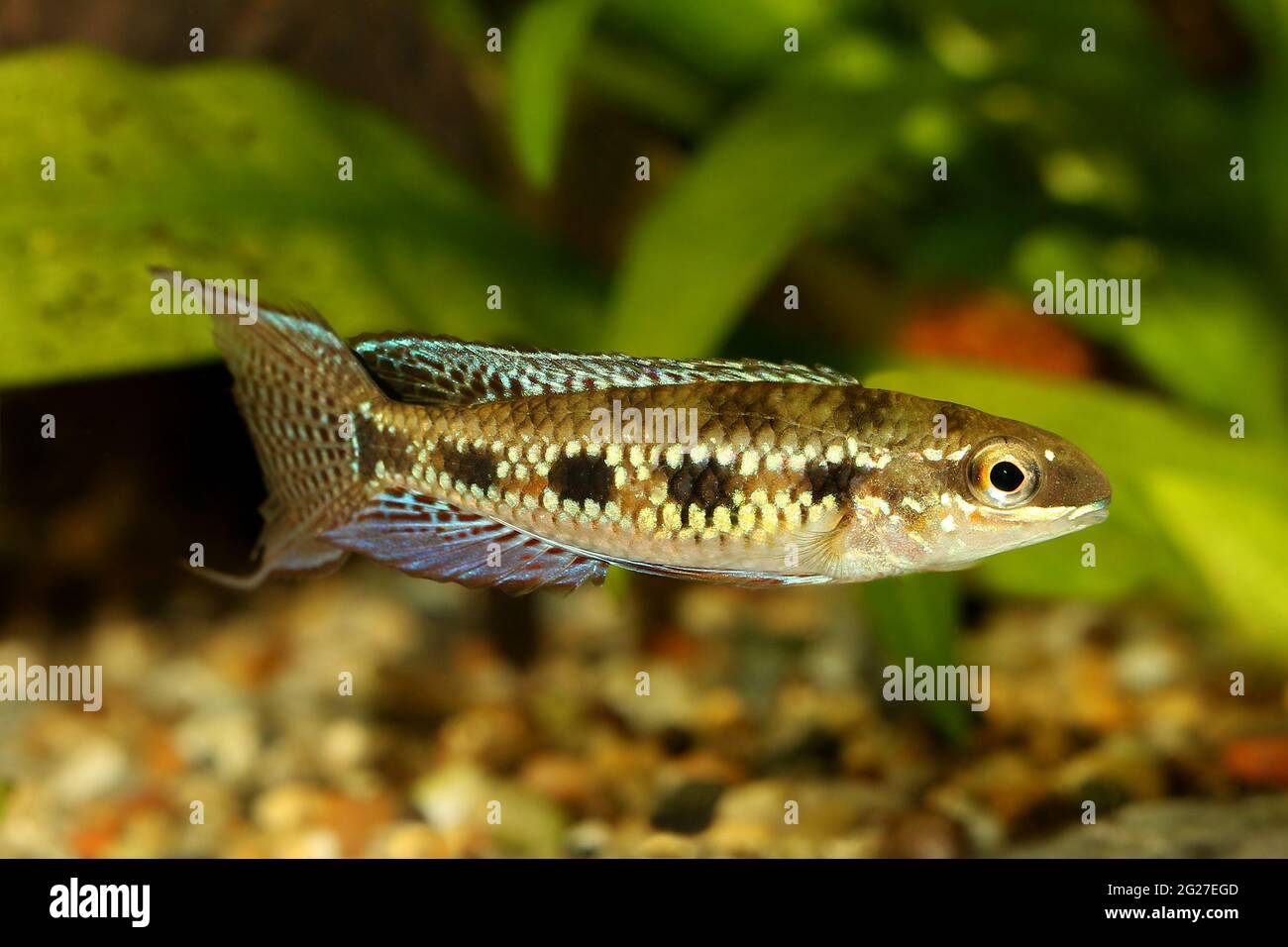 Checkerboard Cichlid Dicrossus filamentosus aquarium fish dwarf cichlid ...