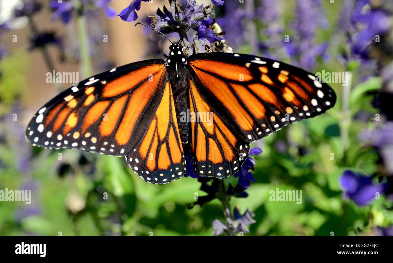 A female Monarch butterfly (Danaus plexippus) with stunning orange and ...
