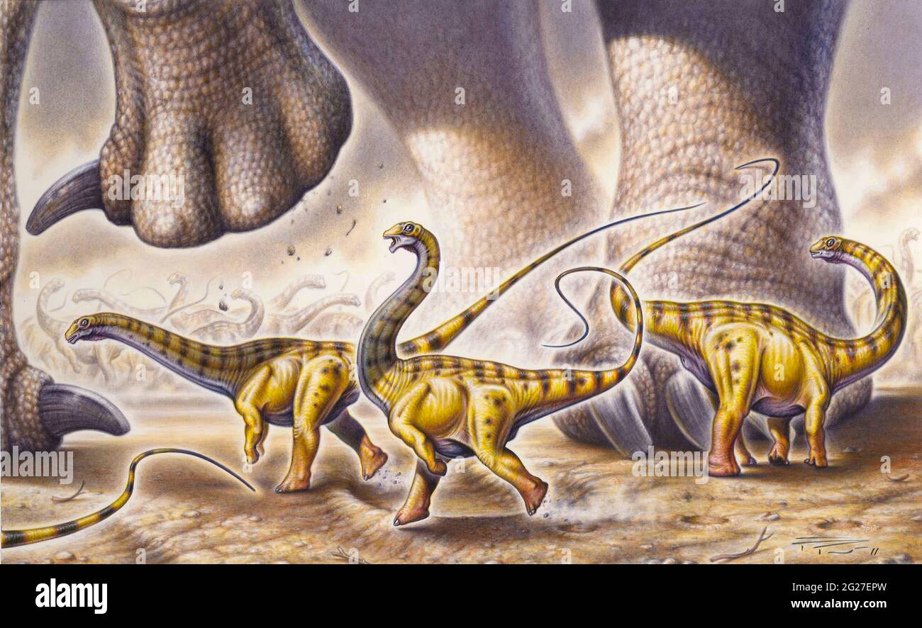 Juvenile Apatosaurus ajax dinosaurs running by the powerful legs of an ...