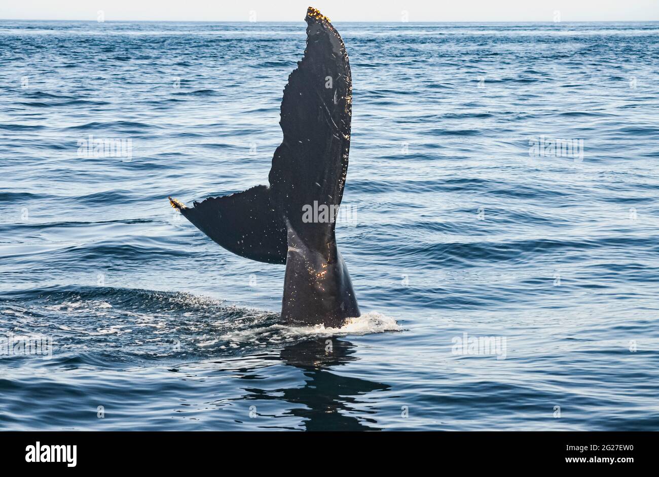 Fluke hi-res stock photography and images - Alamy