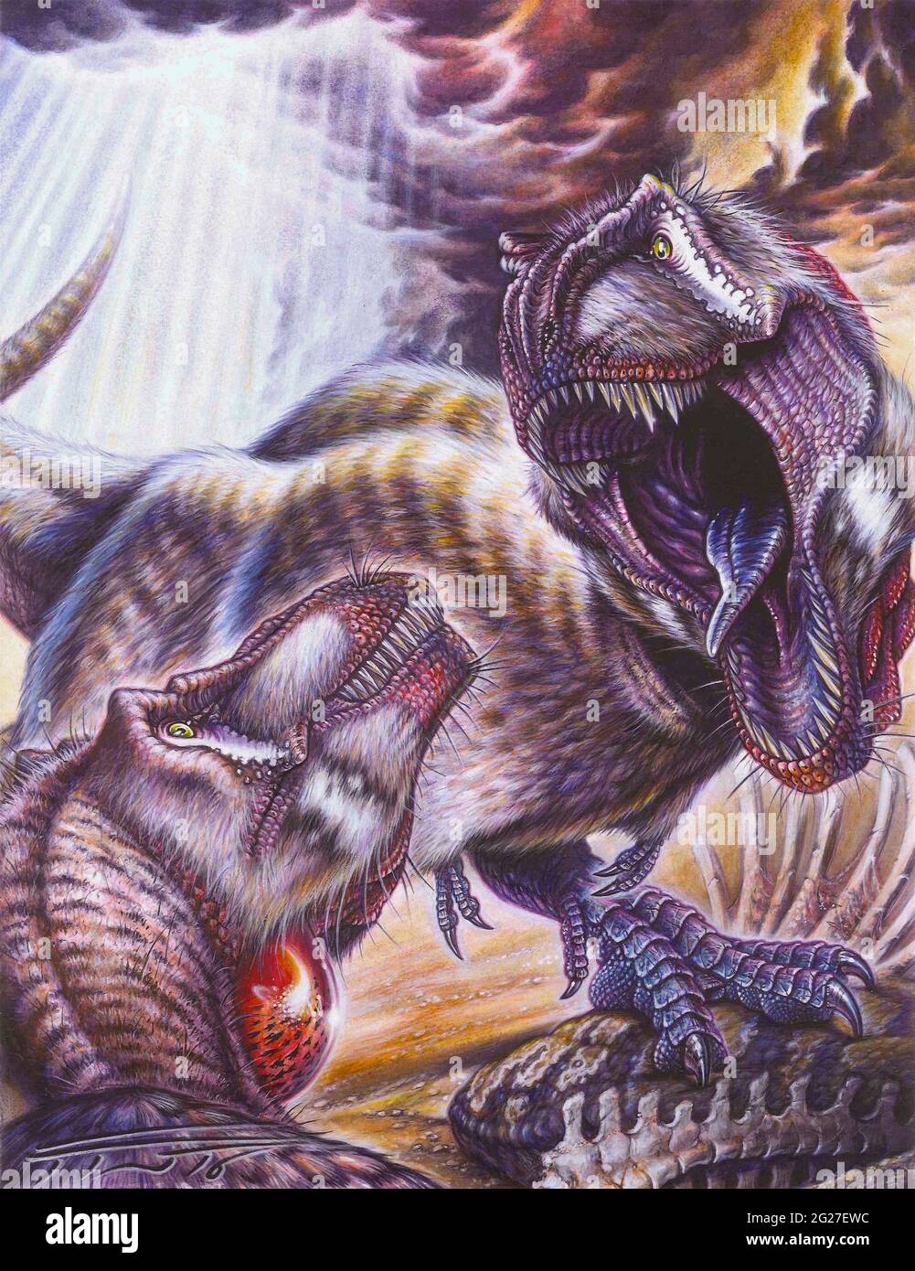 Tyrannosaurus rex confrontation Stock Photo - Alamy