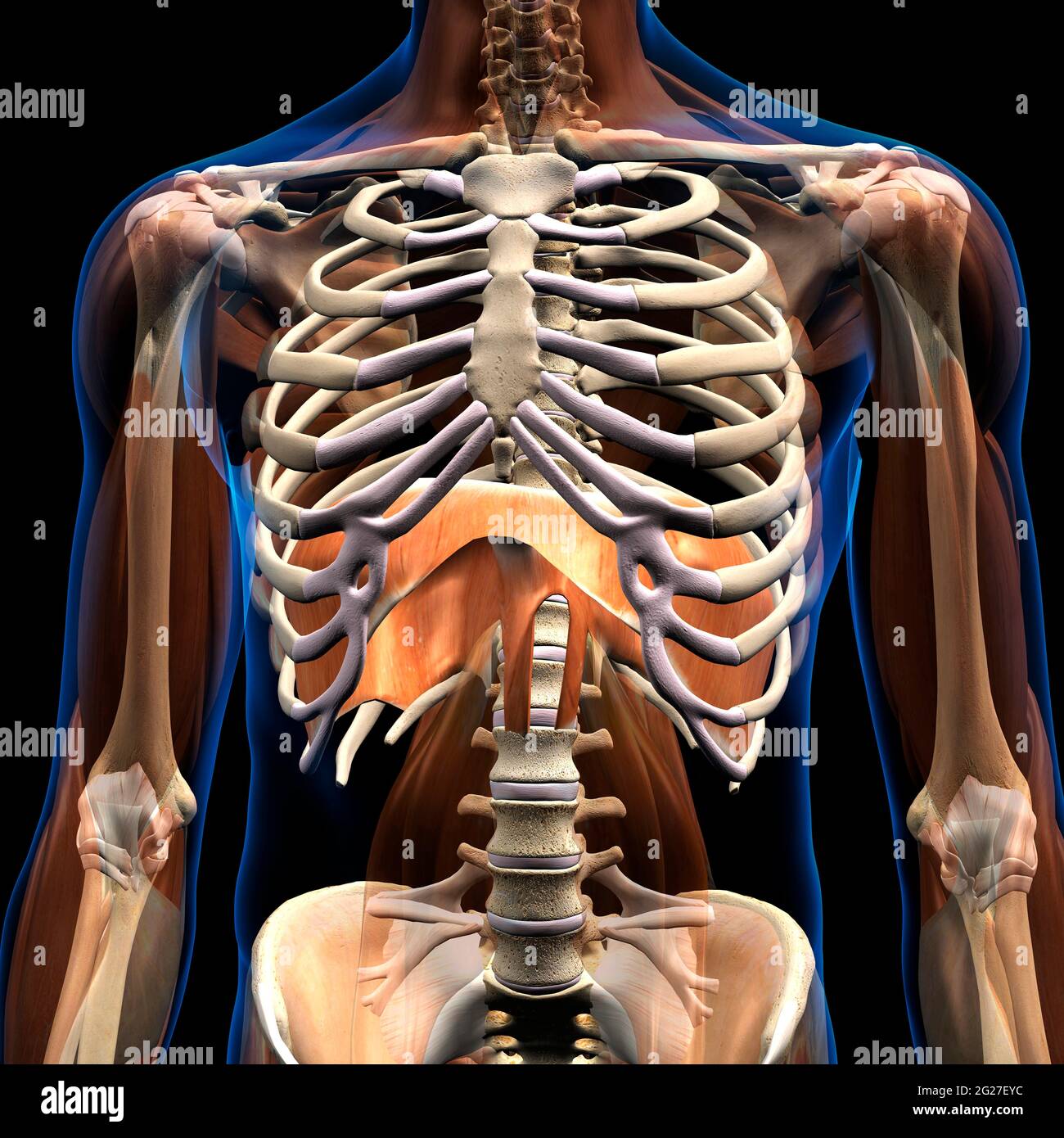 3D rendering of human diaphragm anatomy, on black background Stock ...