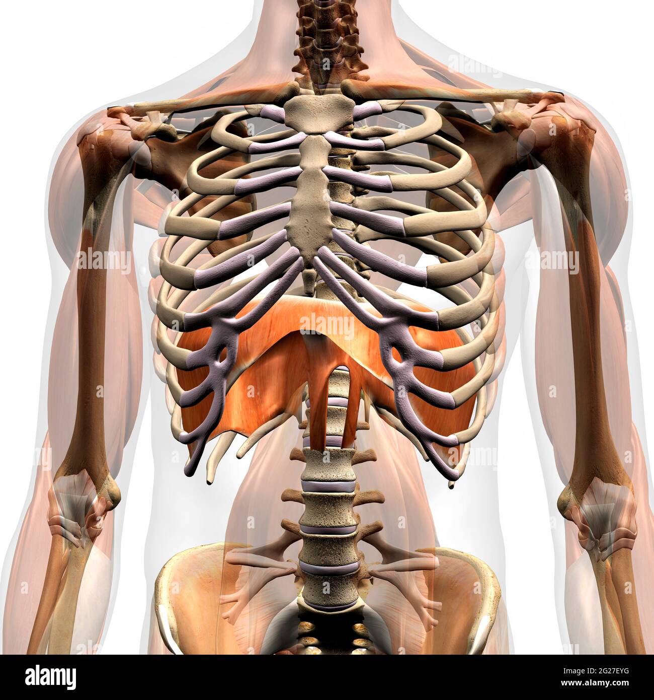 3D rendering of human diaphragm anatomy, on white background Stock ...
