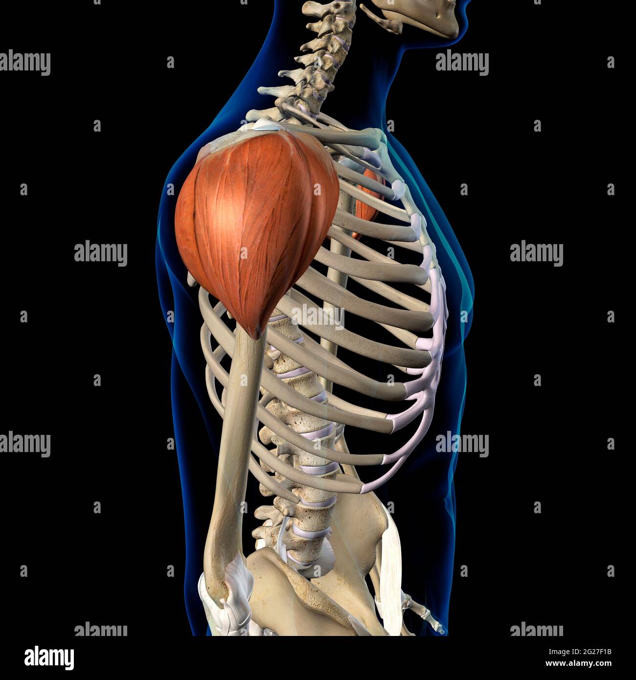 Deltoid muscles isolated in lateral view with human skeleton anatomy ...