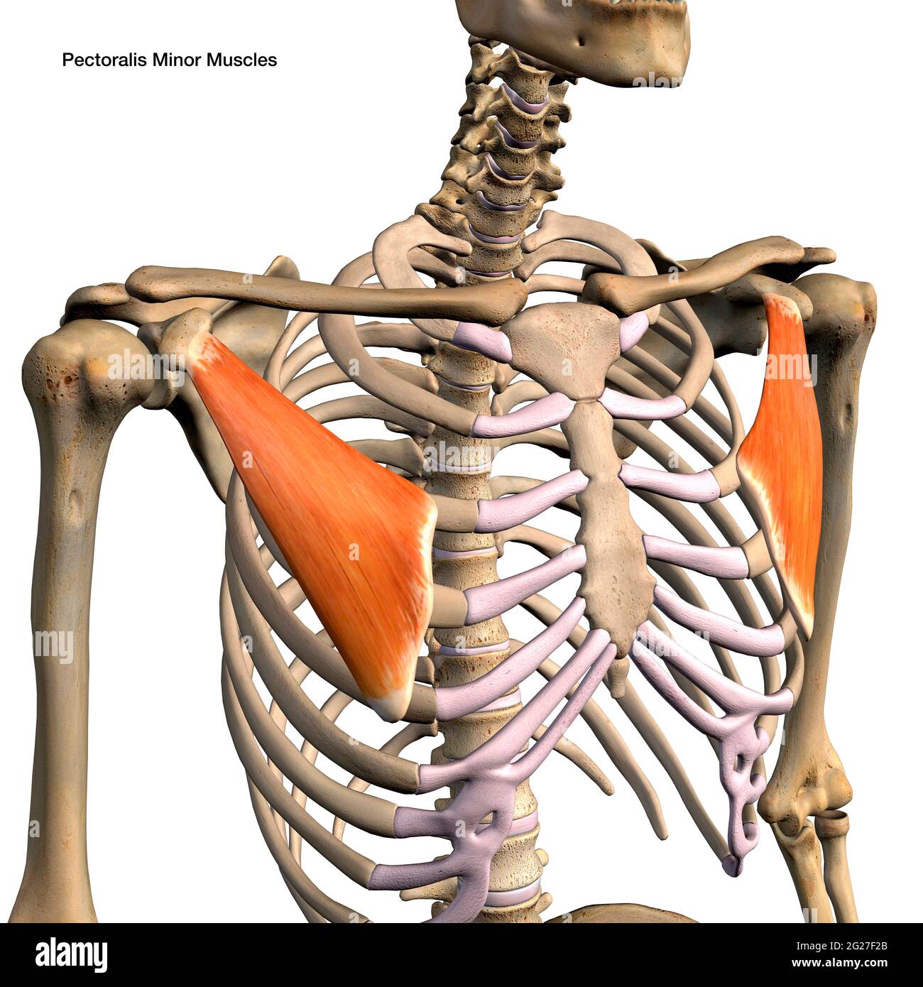 Pectoralis minor muscles isolated in anterior view with human skeletal ...