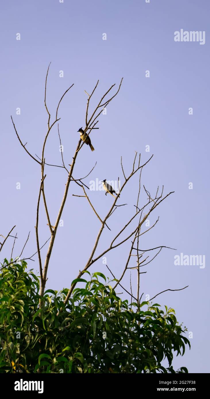Birds with clear sky hi-res stock photography and images - Alamy