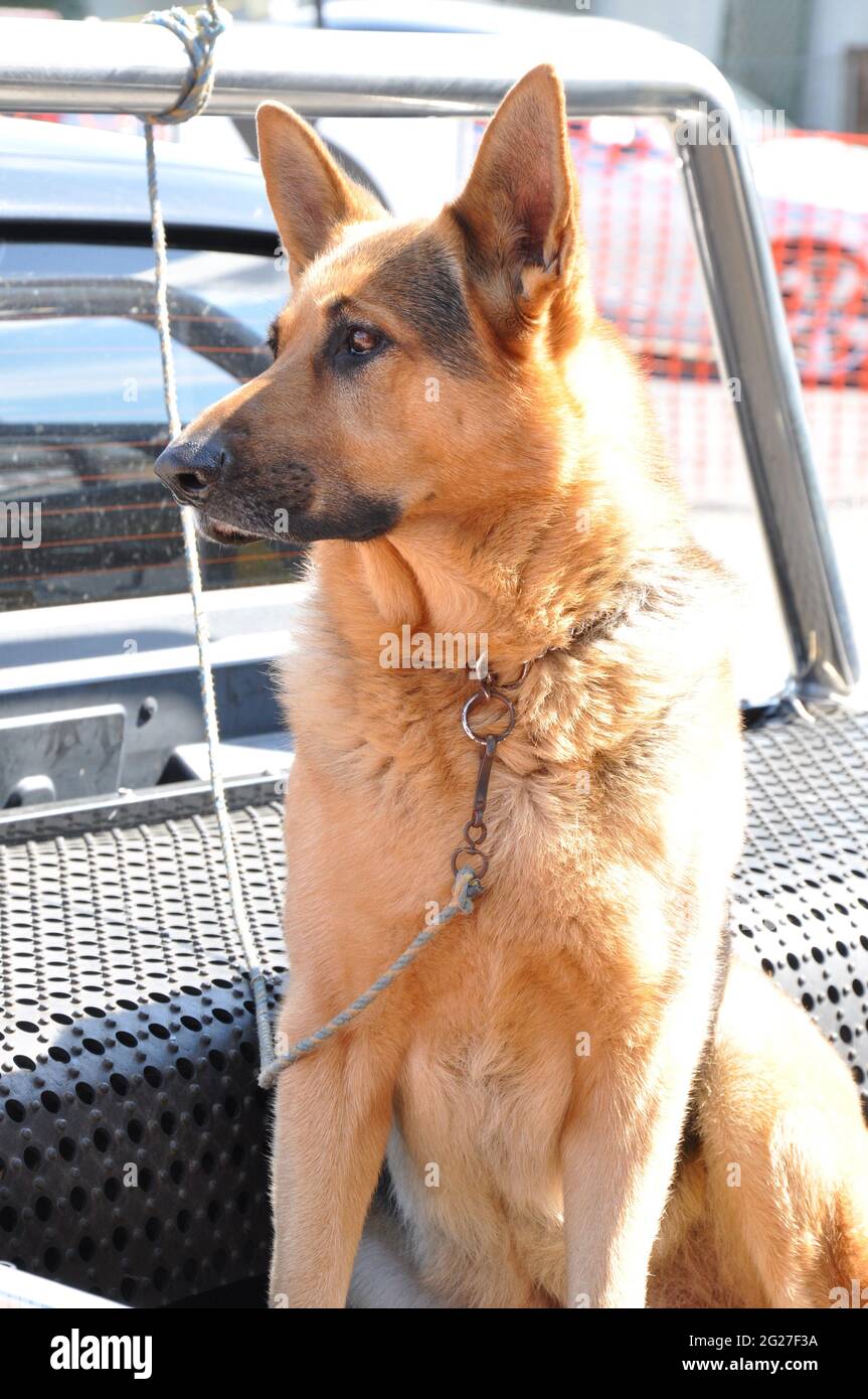 Beautiful Alsation or German Shepherd dog Stock Photo - Alamy