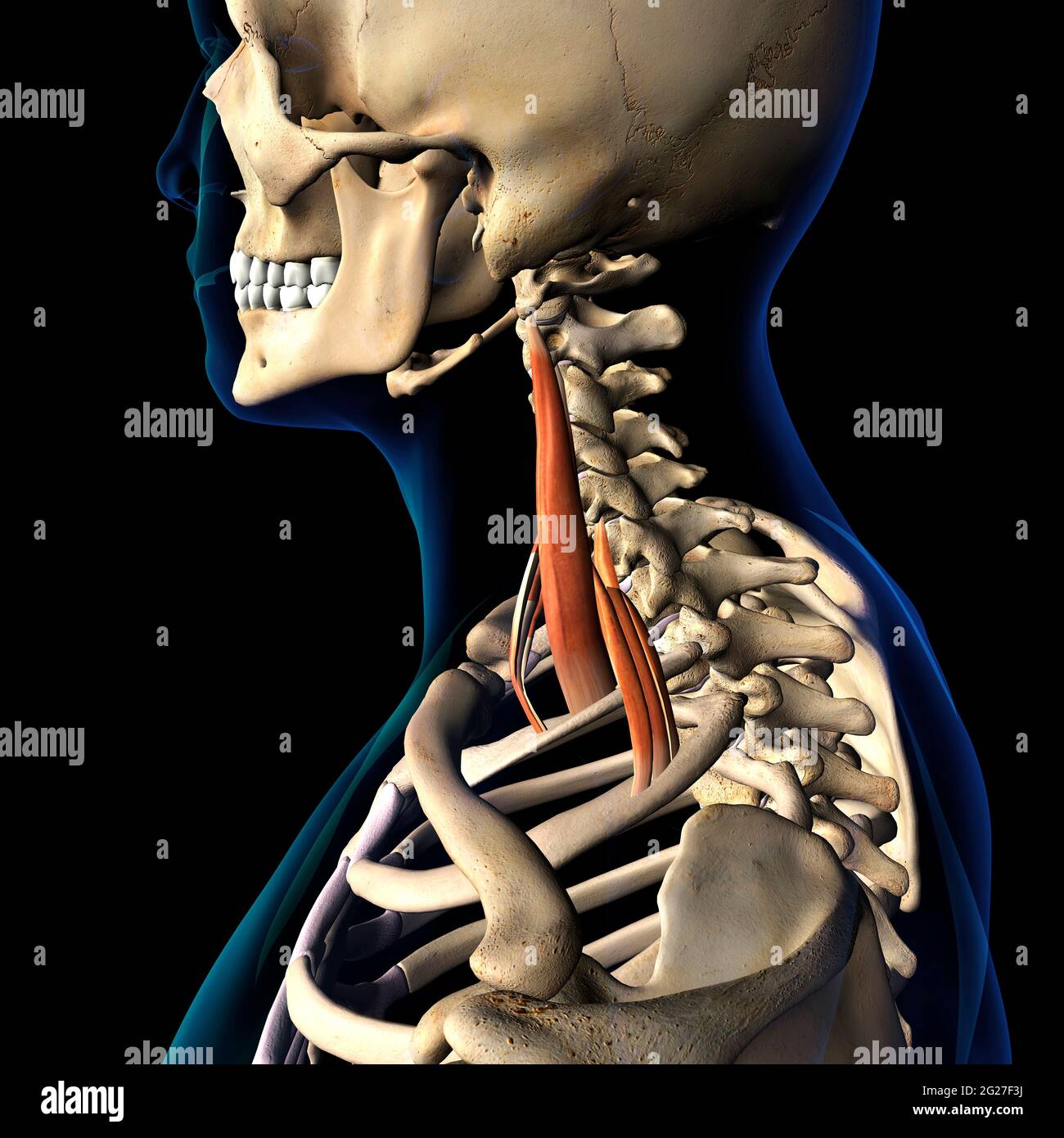 Scalene neck muscles Isolated within skeletal system, on black ...