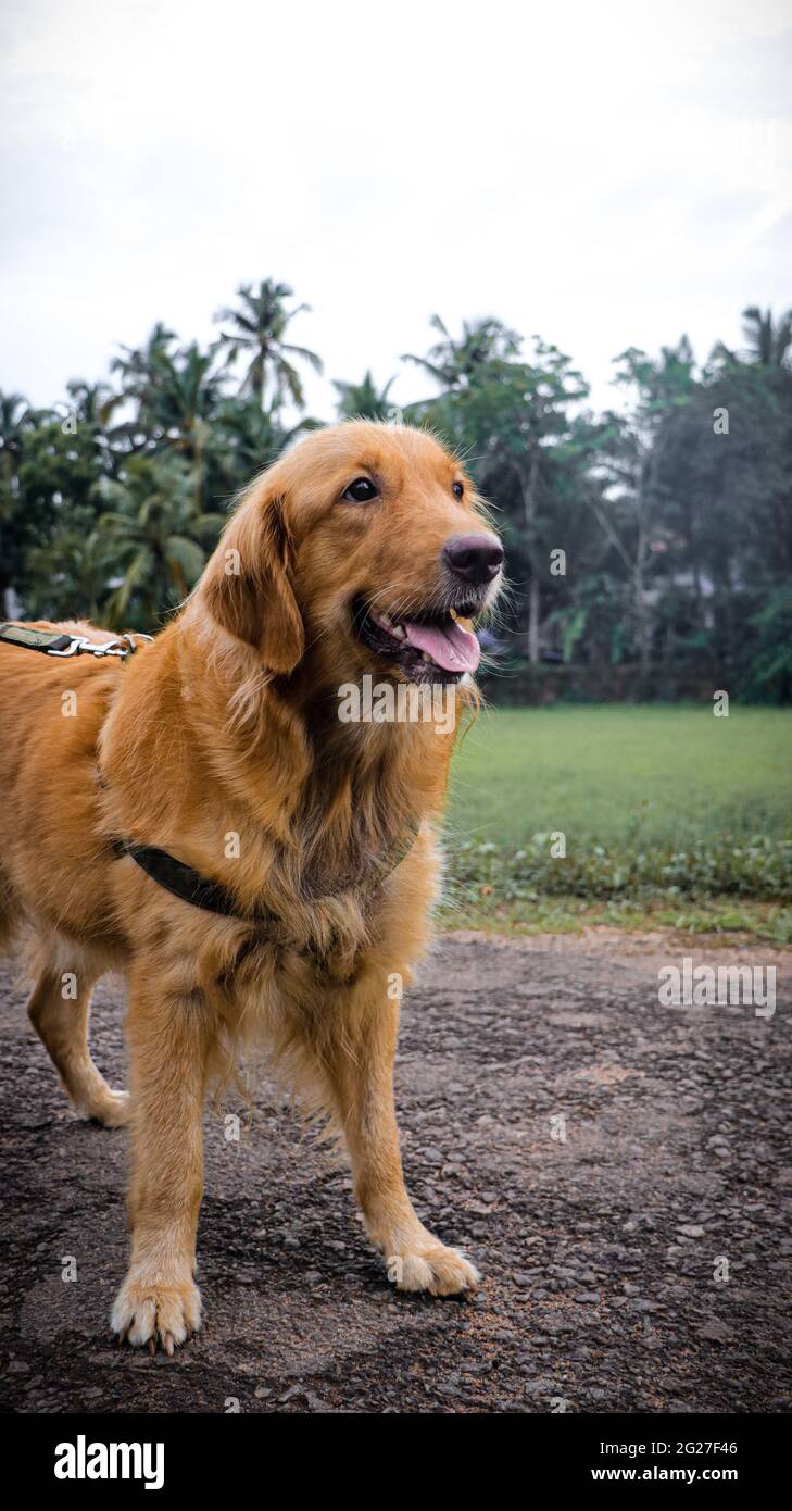 Golden retriever puppy smiling hi-res stock photography and images - Alamy