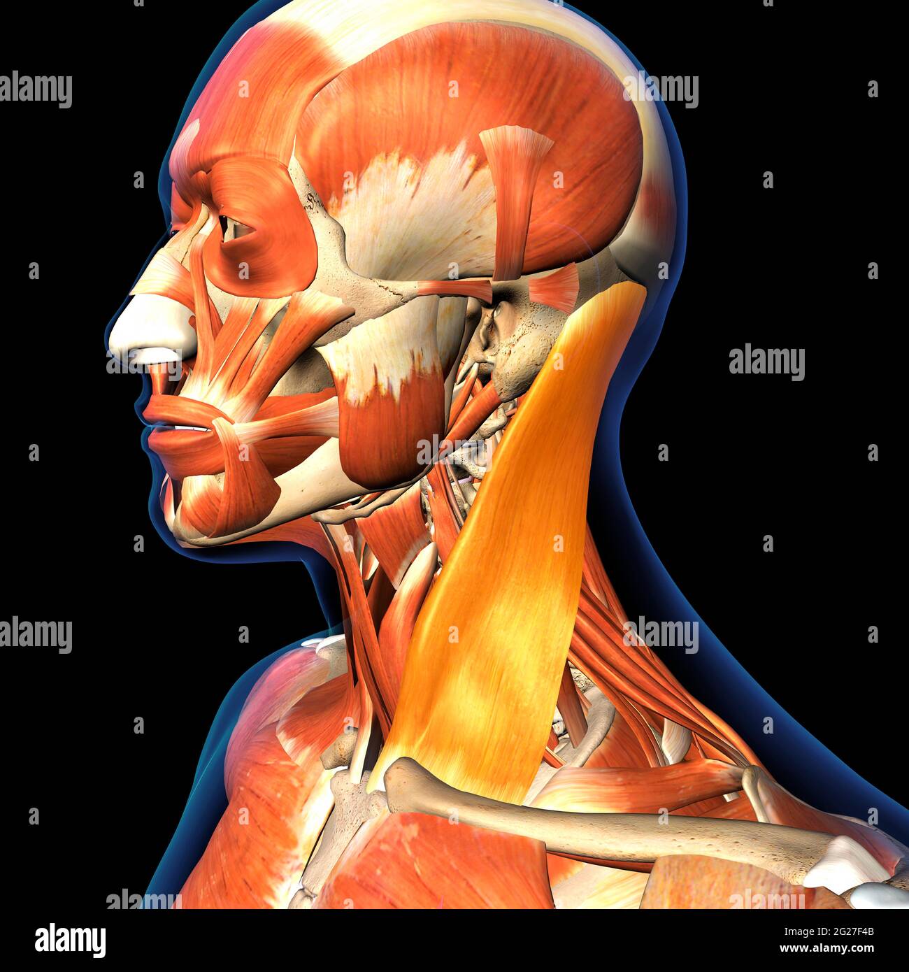 The Sternocleidomastoid neck muscle highlighted within muscular system ...
