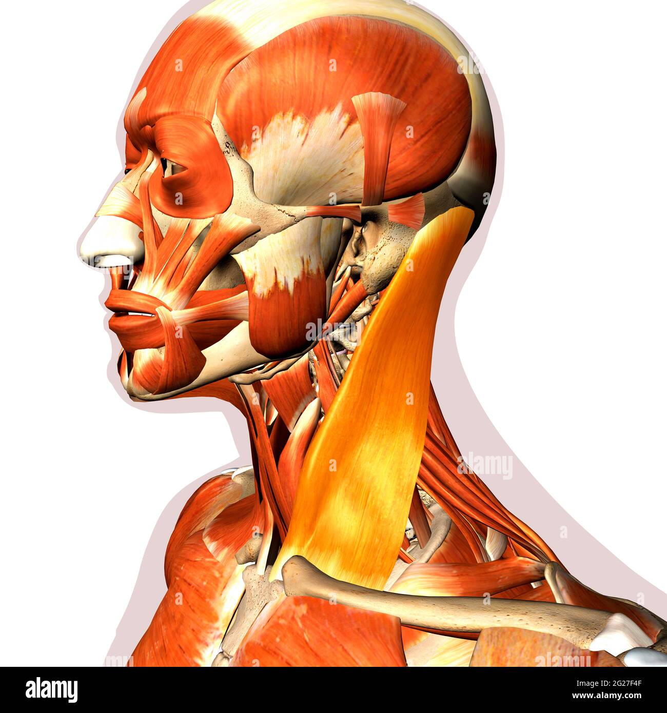 Sternocleidomastoid hi-res stock photography and images - Alamy