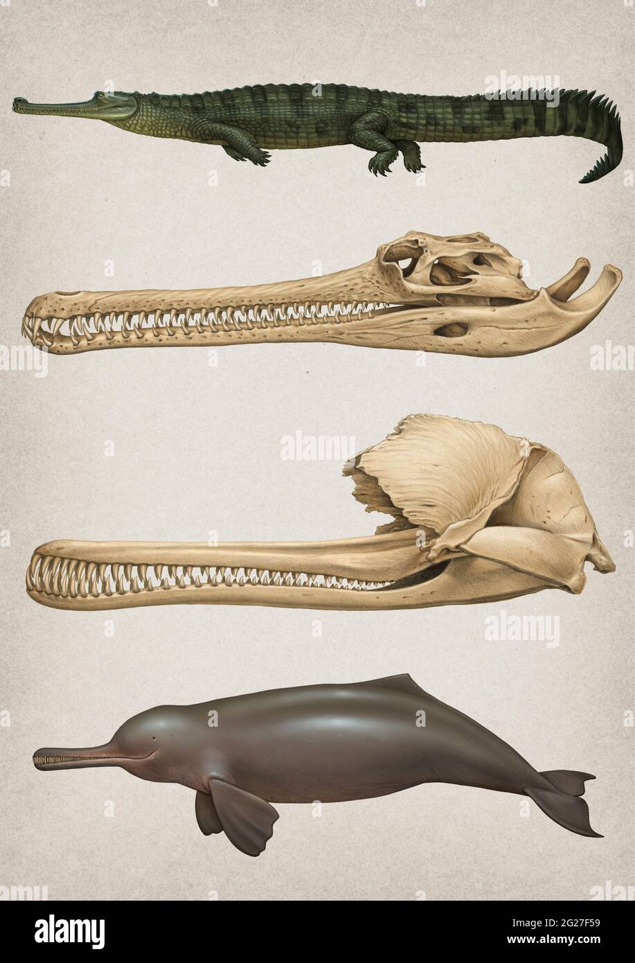 Dolphin Evolution
