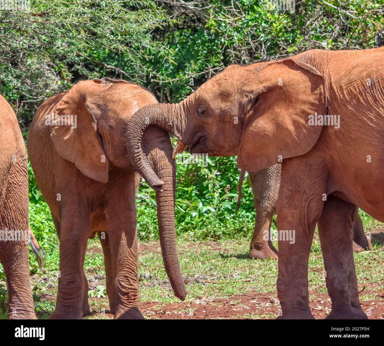 Elephants elephant hi-res stock photography and images - Alamy