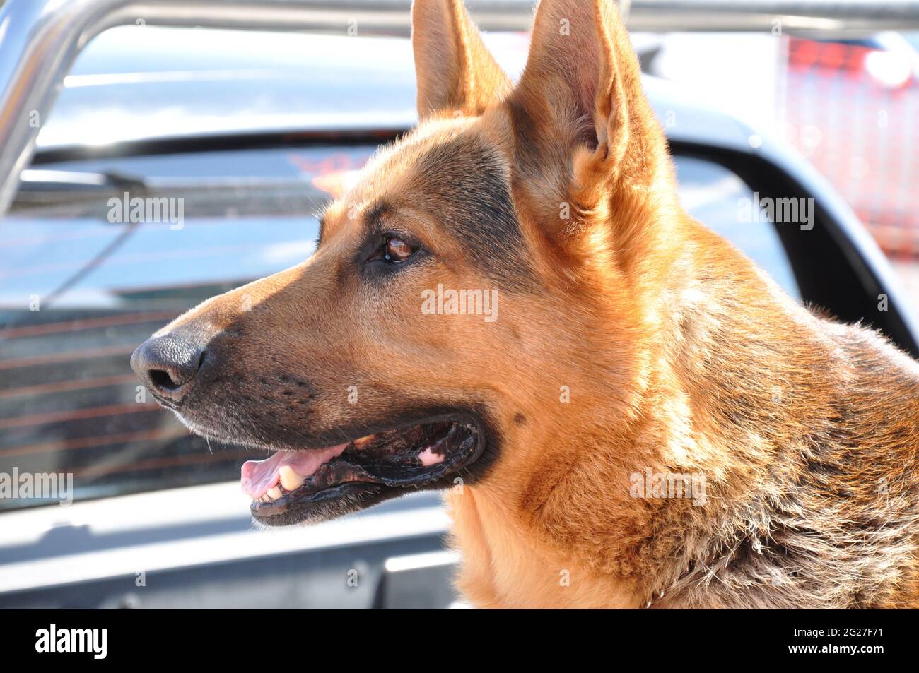 Beautiful Alsation or German Shepherd dog Stock Photo - Alamy
