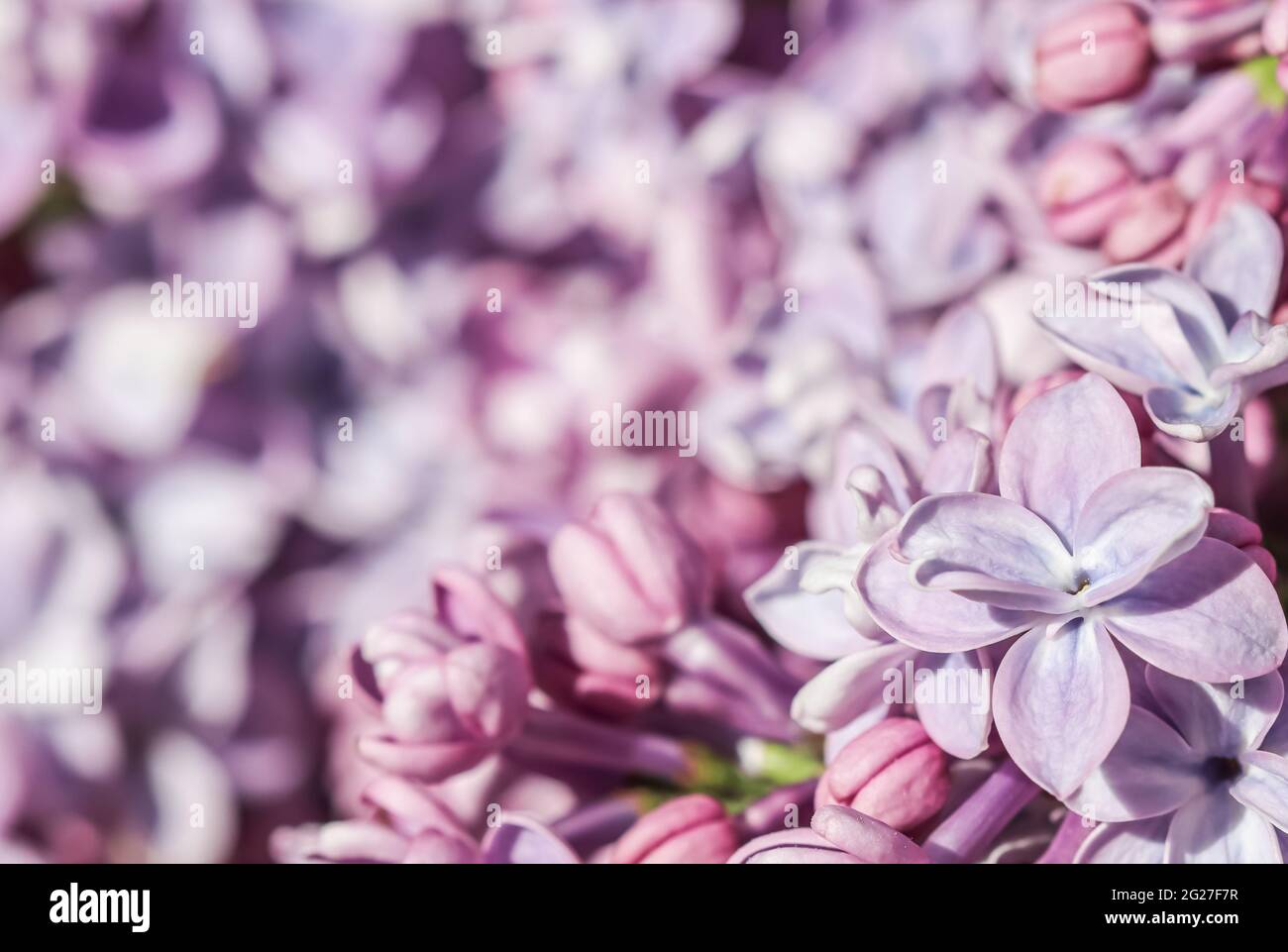 Abstract floral background, blooming branch, purple terry Lilac flower ...