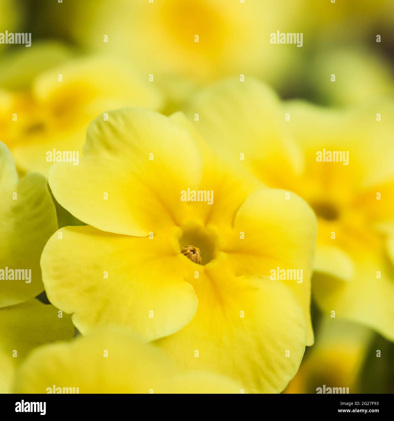Blooming yellow primrose in the spring garden Stock Photo - Alamy