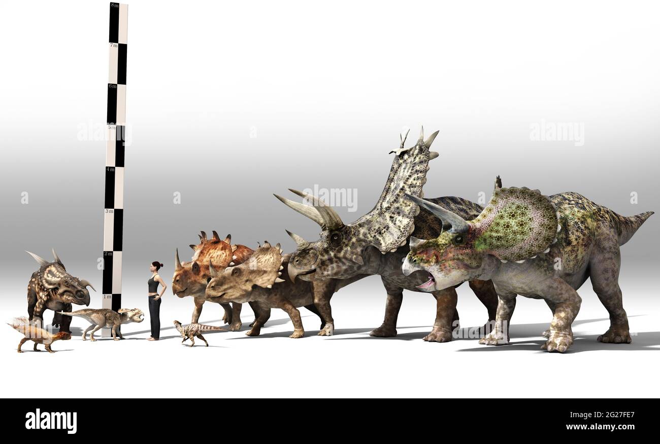 Ceratopsid High Resolution Stock Photography and Images - Alamy