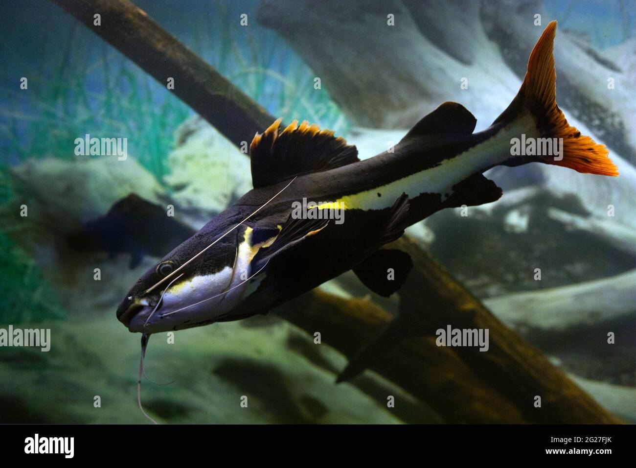 Aquarium fish of red-tailed catfish phractocephalus hemioliopterus on ...