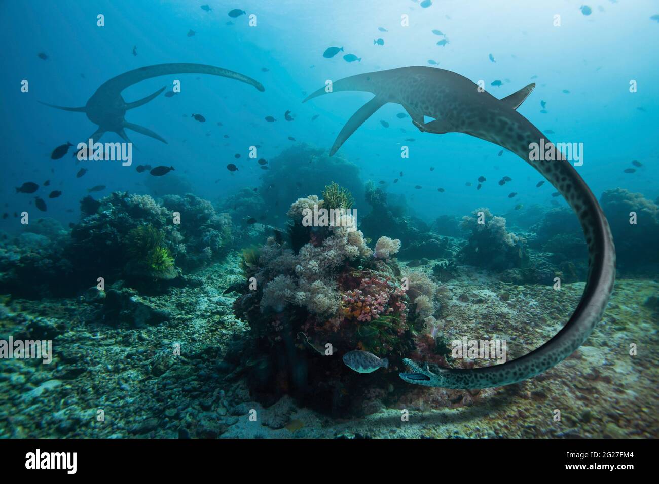 Chasing Coral High Resolution Stock Photography and Images - Alamy