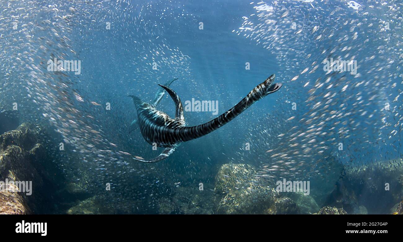 Marine Reptile Plesiosaur High Resolution Stock Photography and Images ...