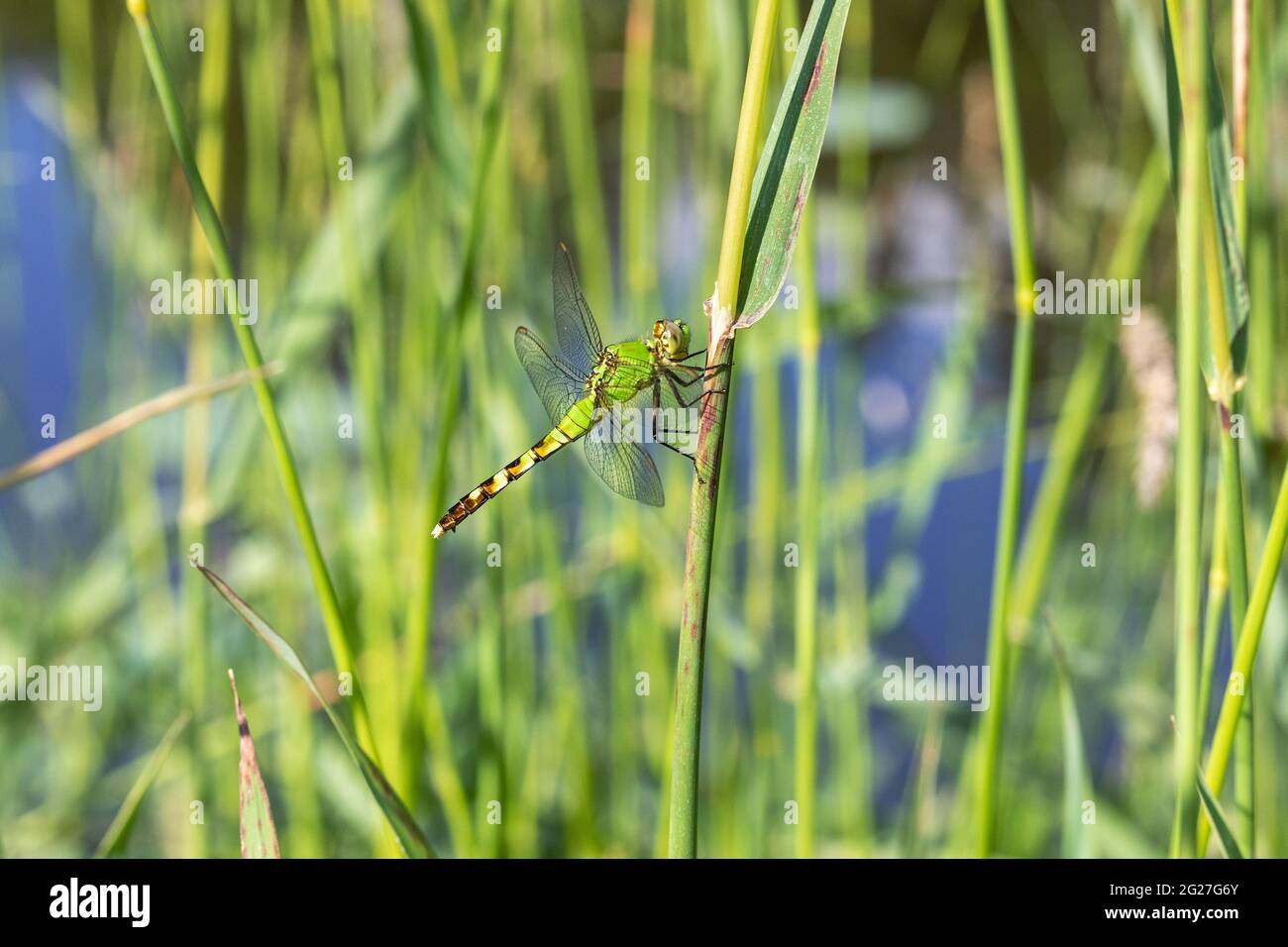 Female eastern pondhawk dragonfly (Erythemis simplicicollis) in Iowa ...