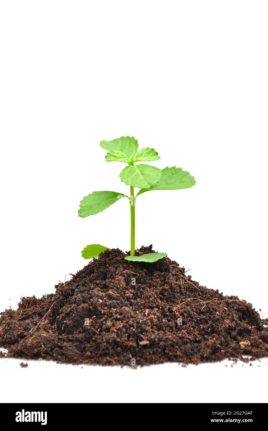 Small green sapling growing out from heap of soil Stock Photo - Alamy