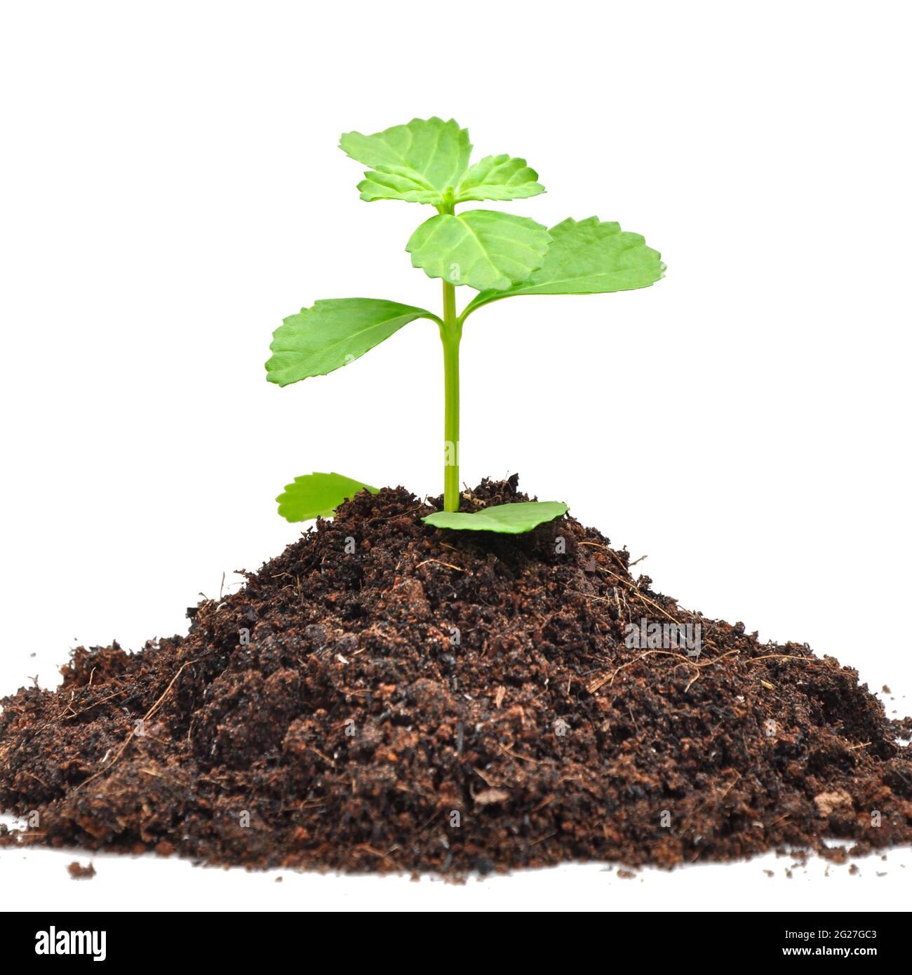 Small green sapling growing out from heap of soil Stock Photo - Alamy