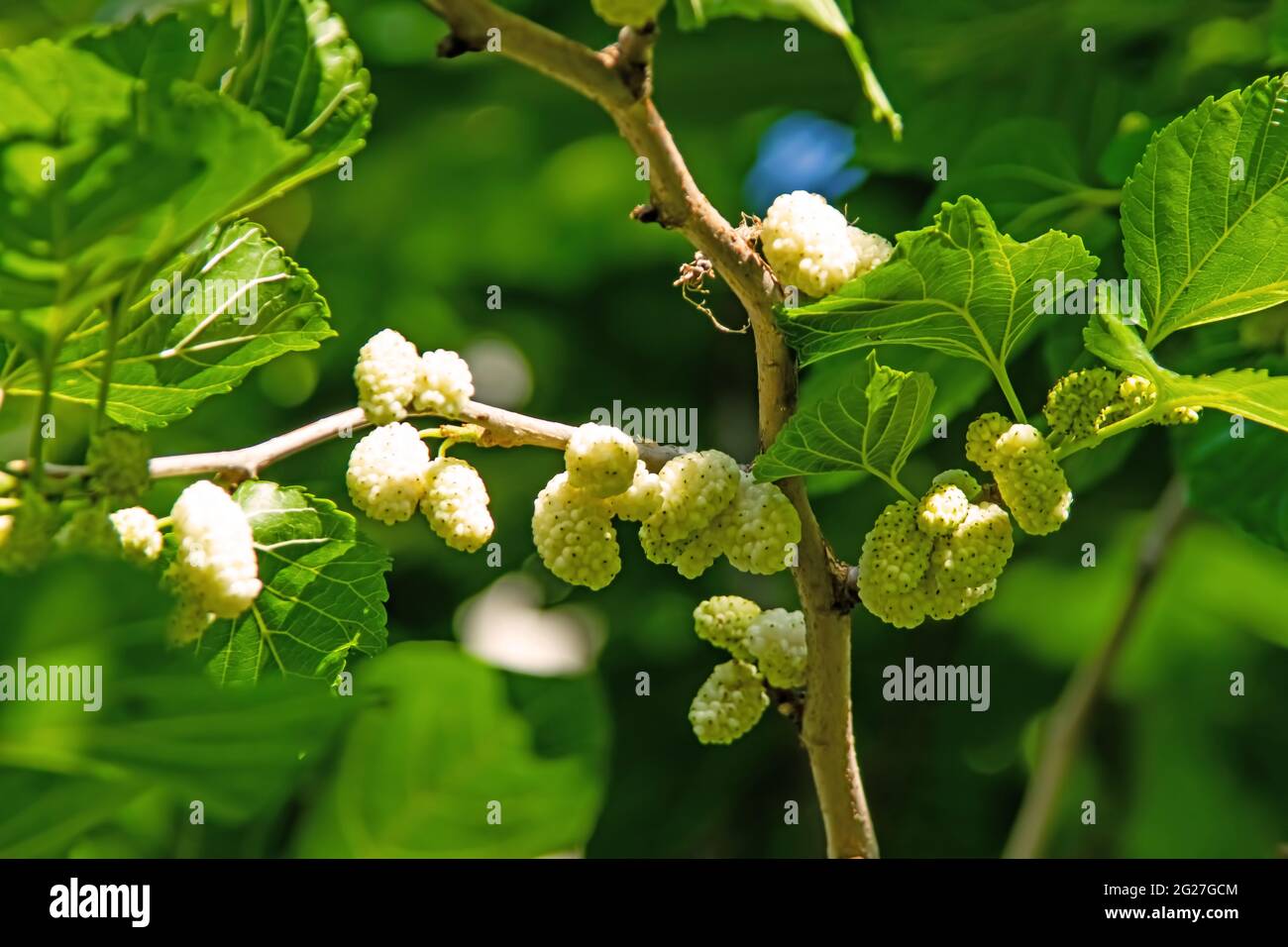 mulberry tree and mulberries with green leaves Stock Photo - Alamy