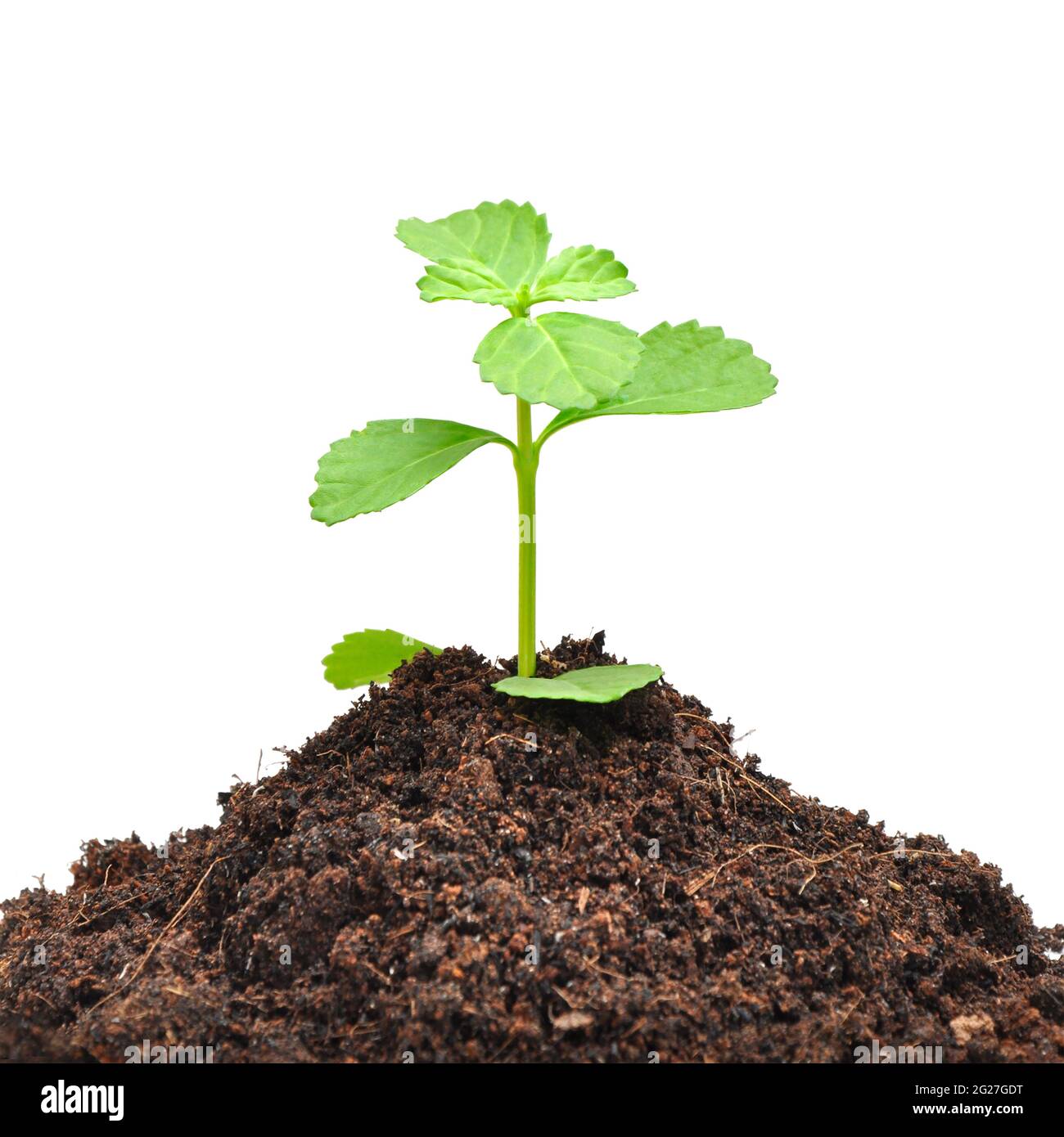 Small green sapling growing out from heap of soil Stock Photo - Alamy