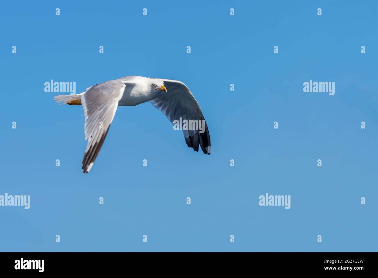 Great black backed gull in flight over the sea Stock Photo - Alamy