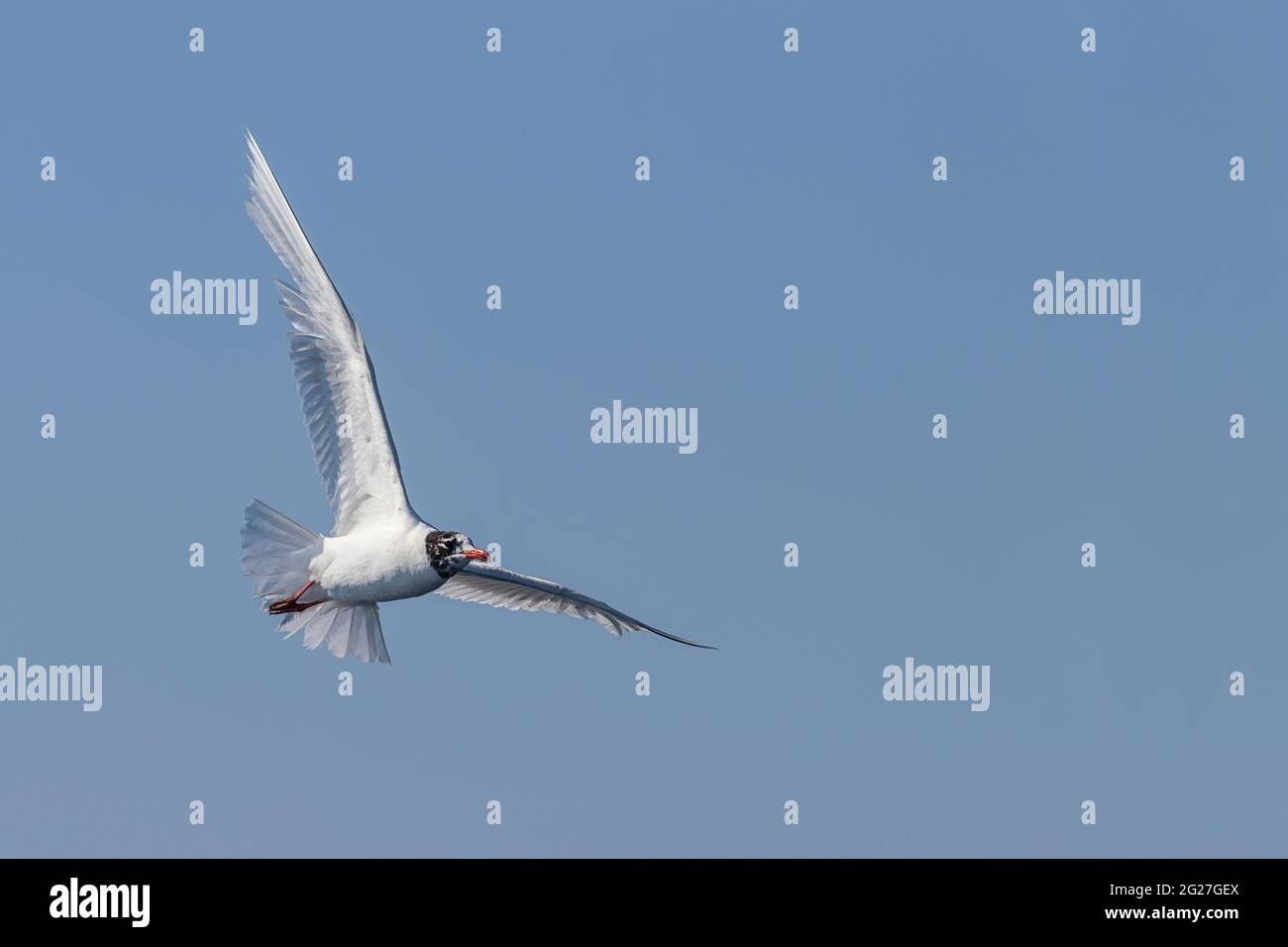 Mediterranean gull in flight over the sea Stock Photo - Alamy