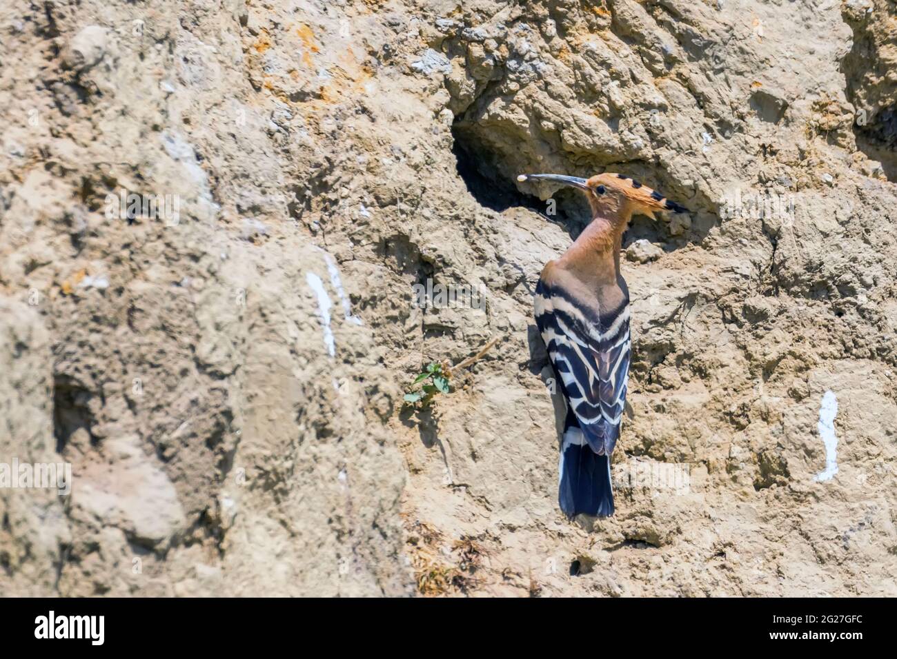 Hoopoe, Common Hoopoe (Upupa epops) Eurasian Hoopoe Stock Photo - Alamy