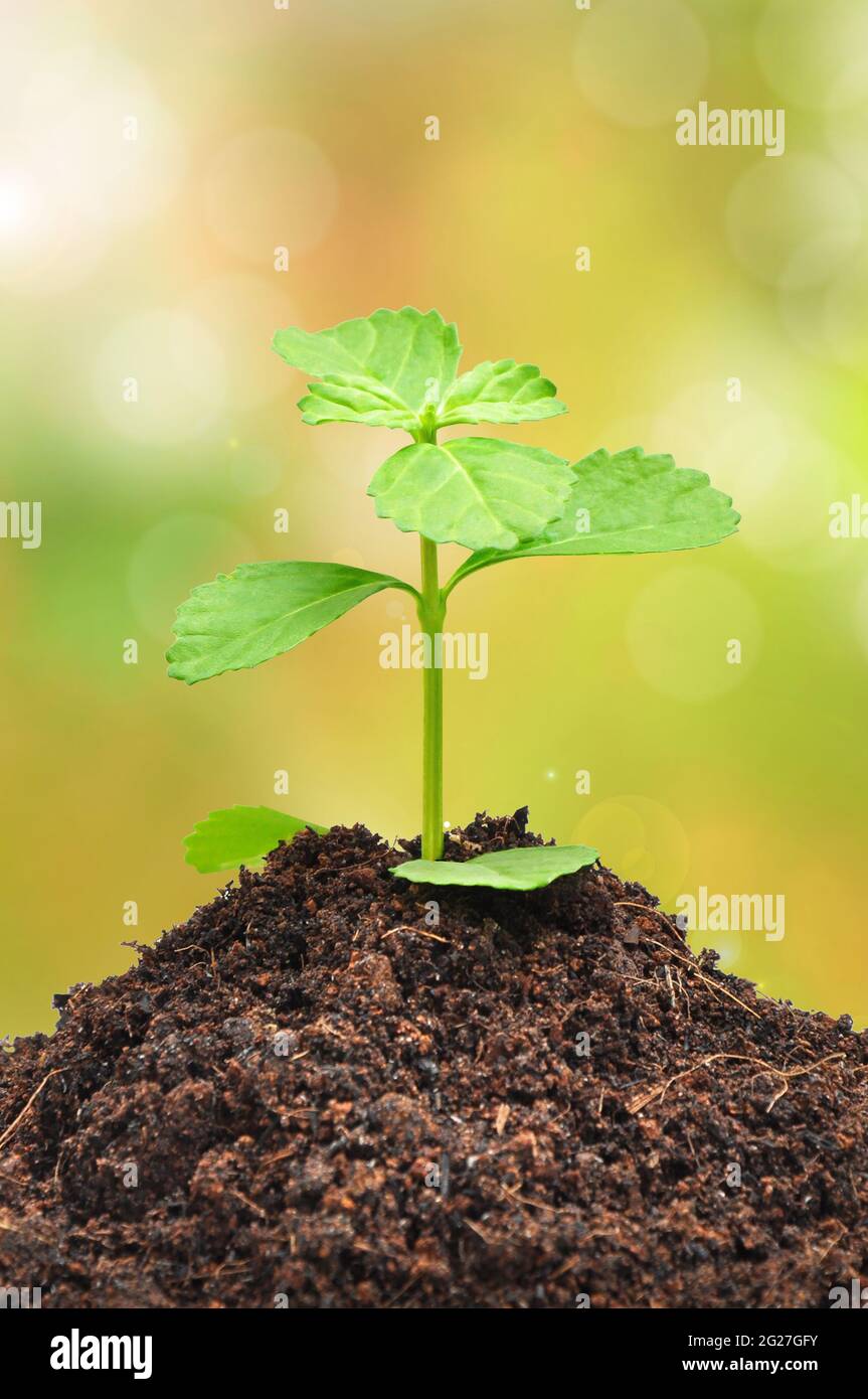 Small green sapling growing out from heap of soil Stock Photo - Alamy