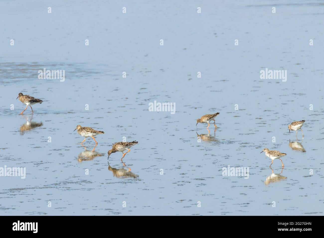 Ruff water bird (Philomachus pugnax) Ruff in water Stock Photo - Alamy