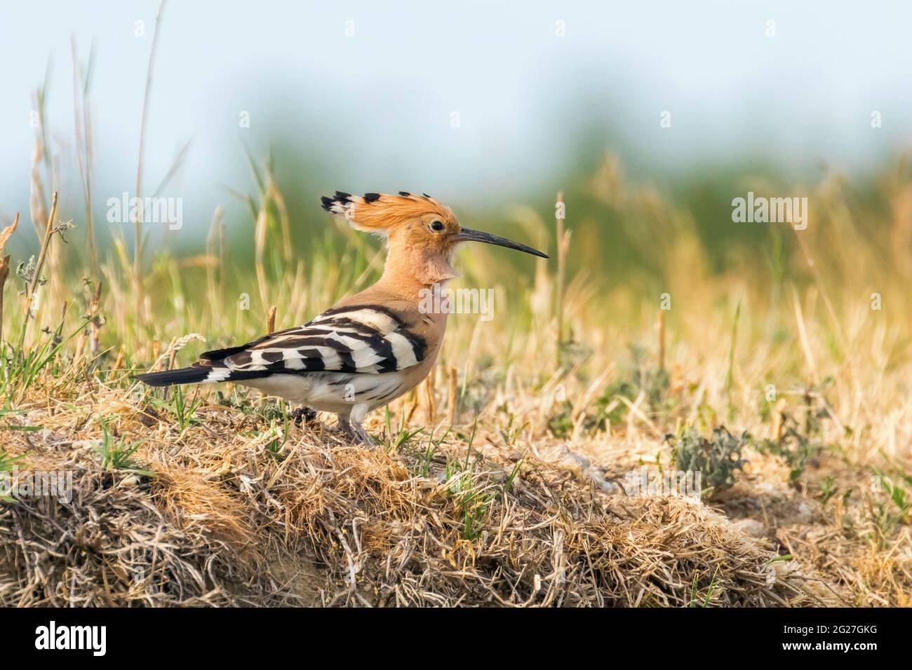 Hoopoe, Common Hoopoe (Upupa epops) Eurasian Hoopoe Stock Photo - Alamy
