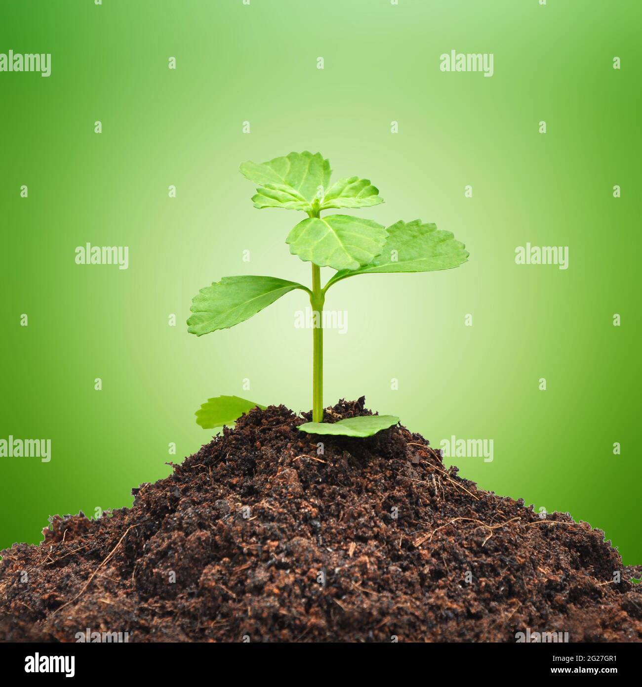 Small green sapling growing out from heap of soil Stock Photo - Alamy