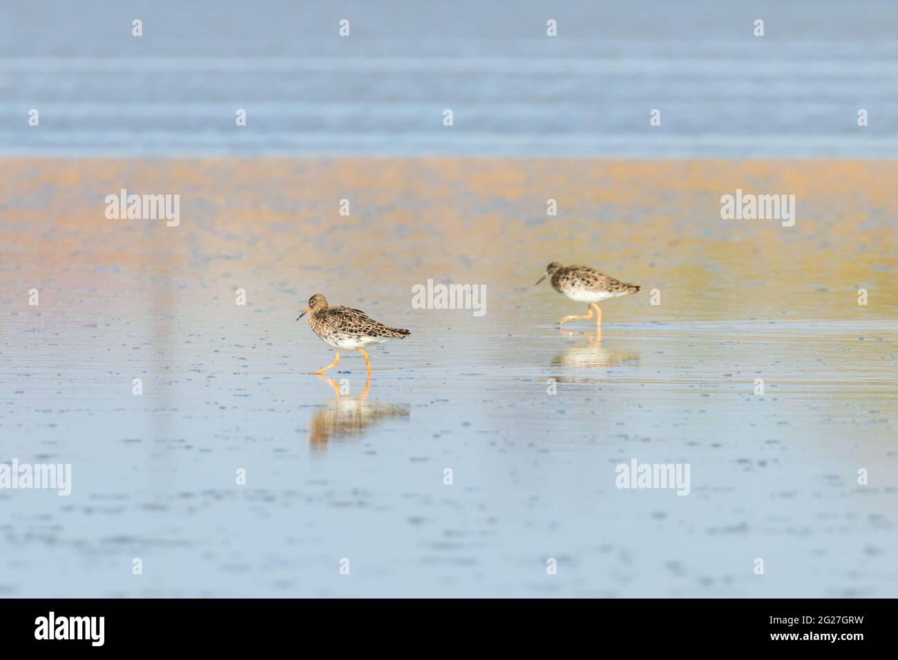 Ruff water bird (Philomachus pugnax) Ruff in water Stock Photo - Alamy