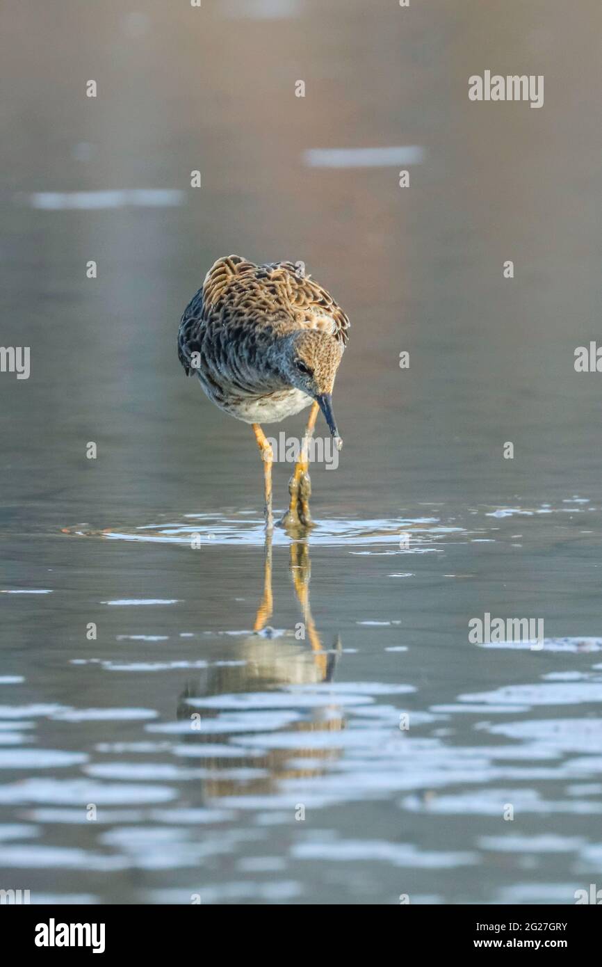 Ruff water bird (Philomachus pugnax) Ruff in water Stock Photo - Alamy