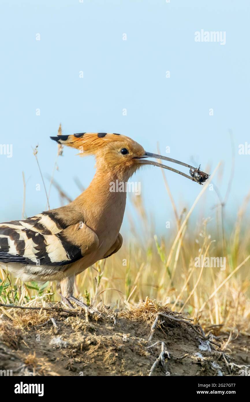 Hoopoe, Common Hoopoe (Upupa epops) Eurasian Hoopoe Stock Photo - Alamy