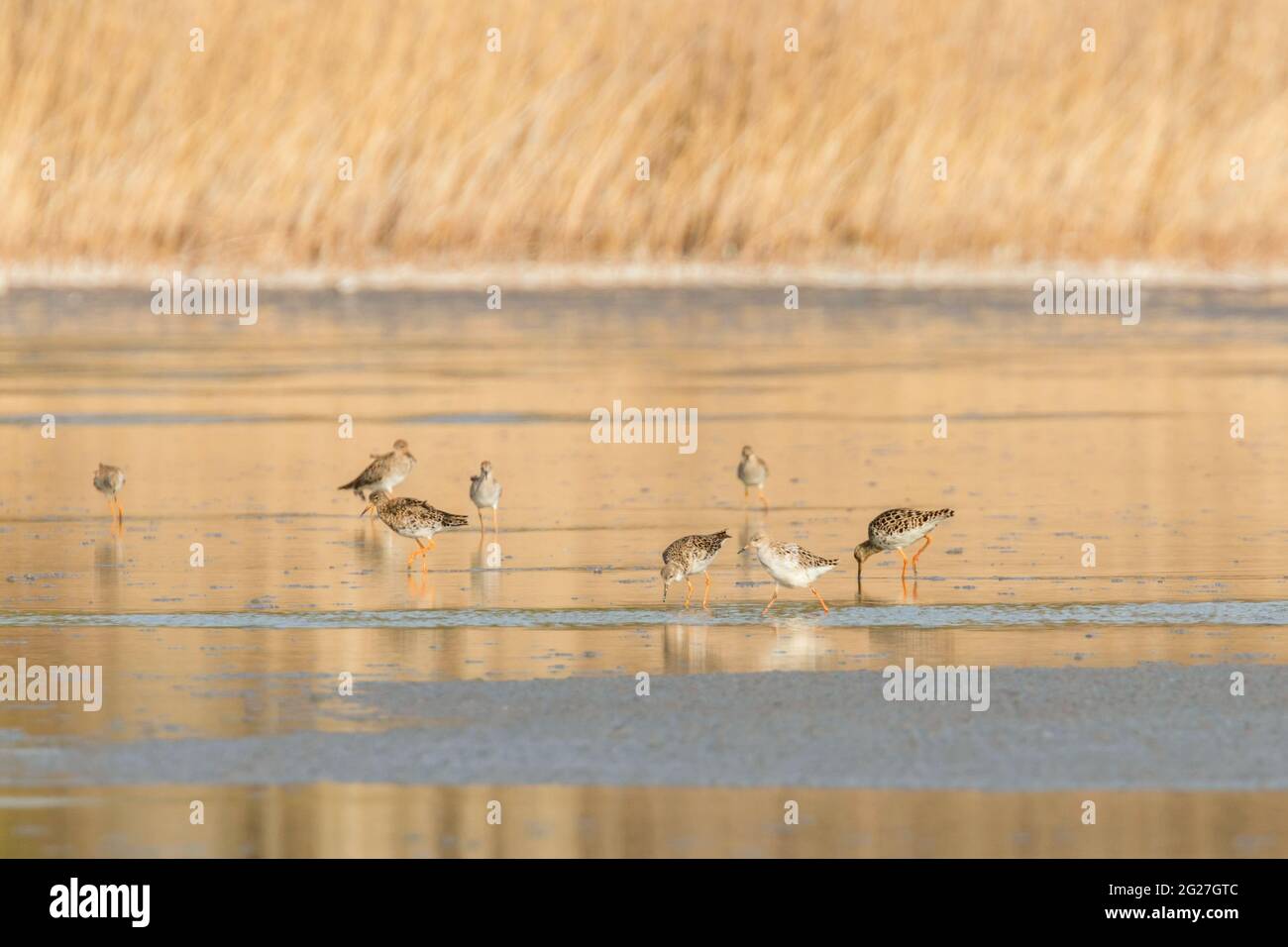 Ruff water bird (Philomachus pugnax) Ruff in water Stock Photo - Alamy
