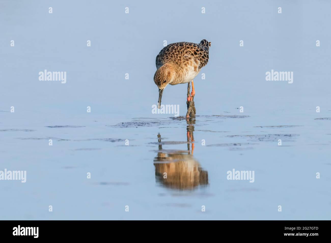 Ruff water bird (Philomachus pugnax) Ruff in water Stock Photo - Alamy