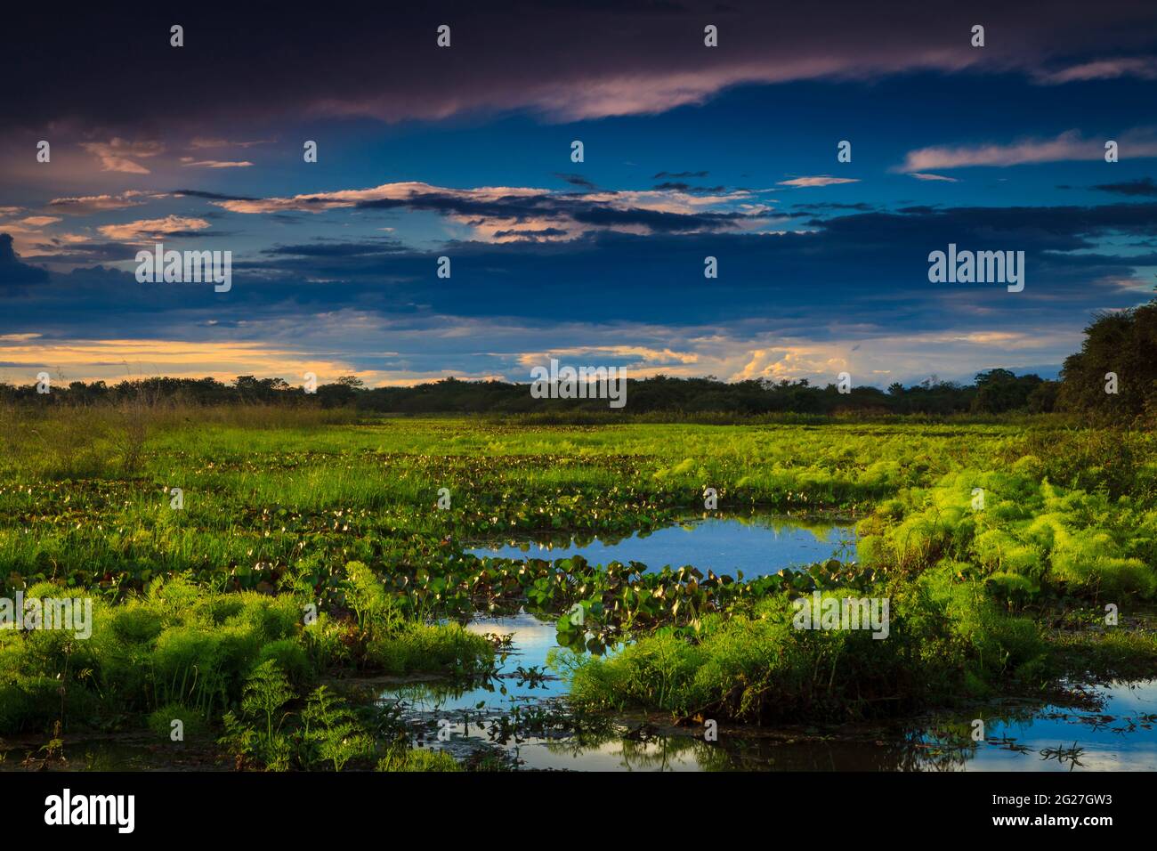 December evening light at the lakeside of Refugio de vida Silvestre ...