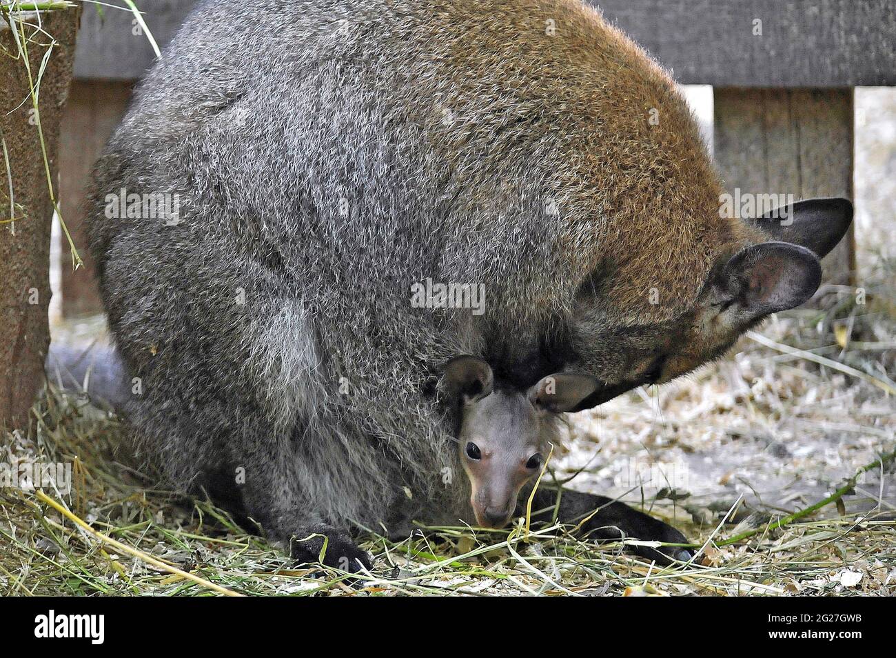 VINNYTSIA, UKRAINE - JUNE 8, 2021 - A wallaby joey stays in the pouch ...