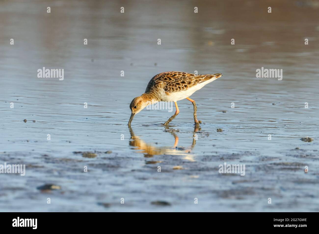 Ruff water bird (Philomachus pugnax) Ruff in water Stock Photo - Alamy