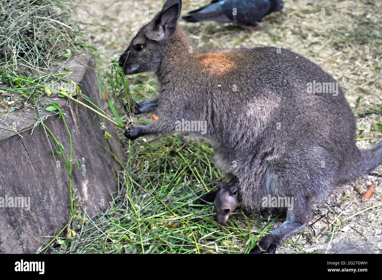 VINNYTSIA, UKRAINE - JUNE 8, 2021 - A wallaby doe carries a joey in the ...