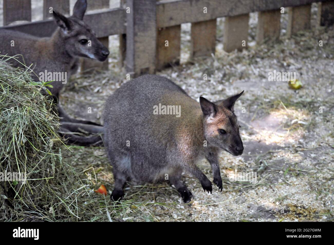 VINNYTSIA, UKRAINE - JUNE 8, 2021 - Wallabies Tim and Bimka enjoy their ...