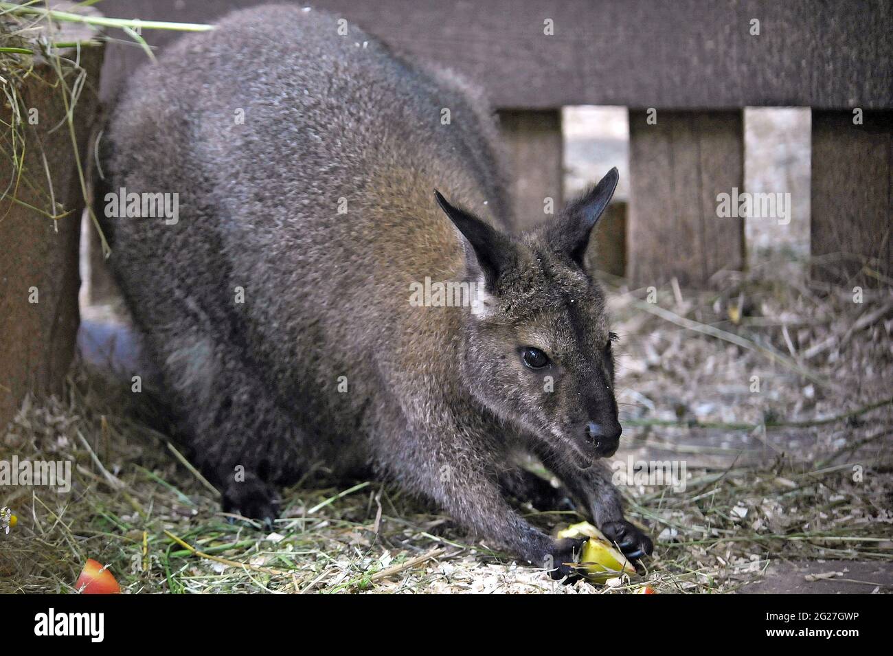 Leontovych hi-res stock photography and images - Alamy