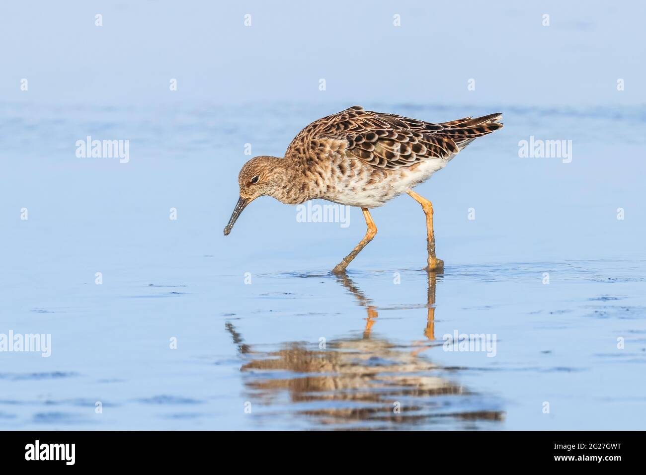 Ruff water bird (Philomachus pugnax) Ruff in water Stock Photo - Alamy